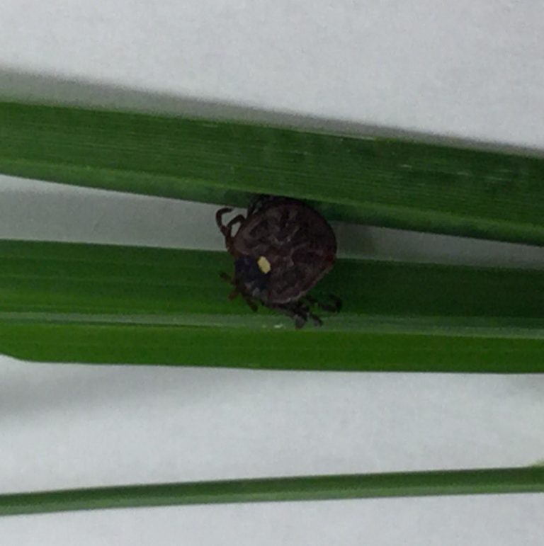 What is Cytauxzoonosis AKA “Bobcat Fever”?? - Vet In Lebanon | Lebanon ...