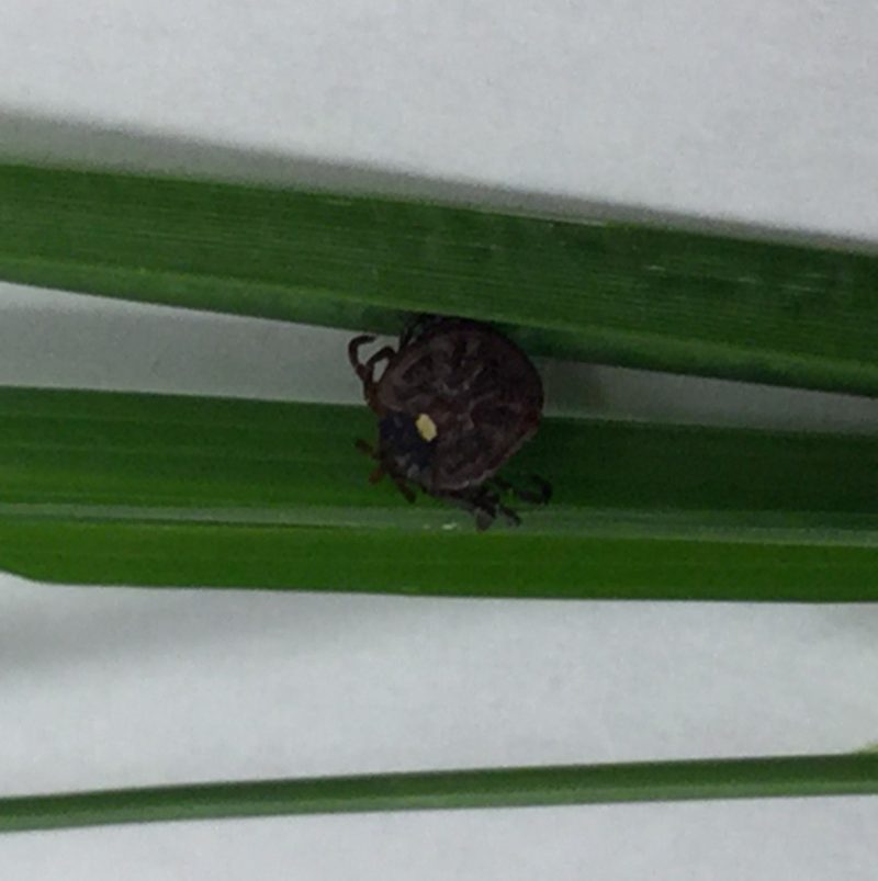 What is Cytauxzoonosis AKA “Bobcat Fever”?? - Vet In Lebanon | Lebanon ...