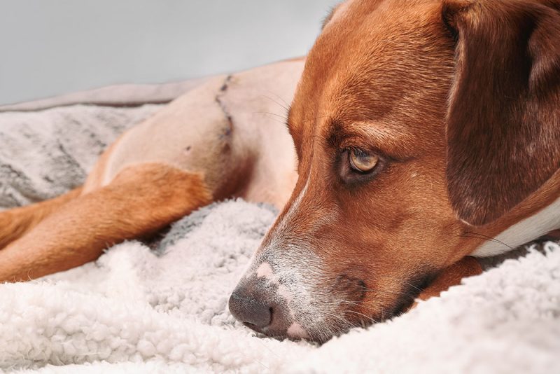 Pet Thyroid Health: Understanding Hypothyroidism vs. Hyperthyroidism in ...